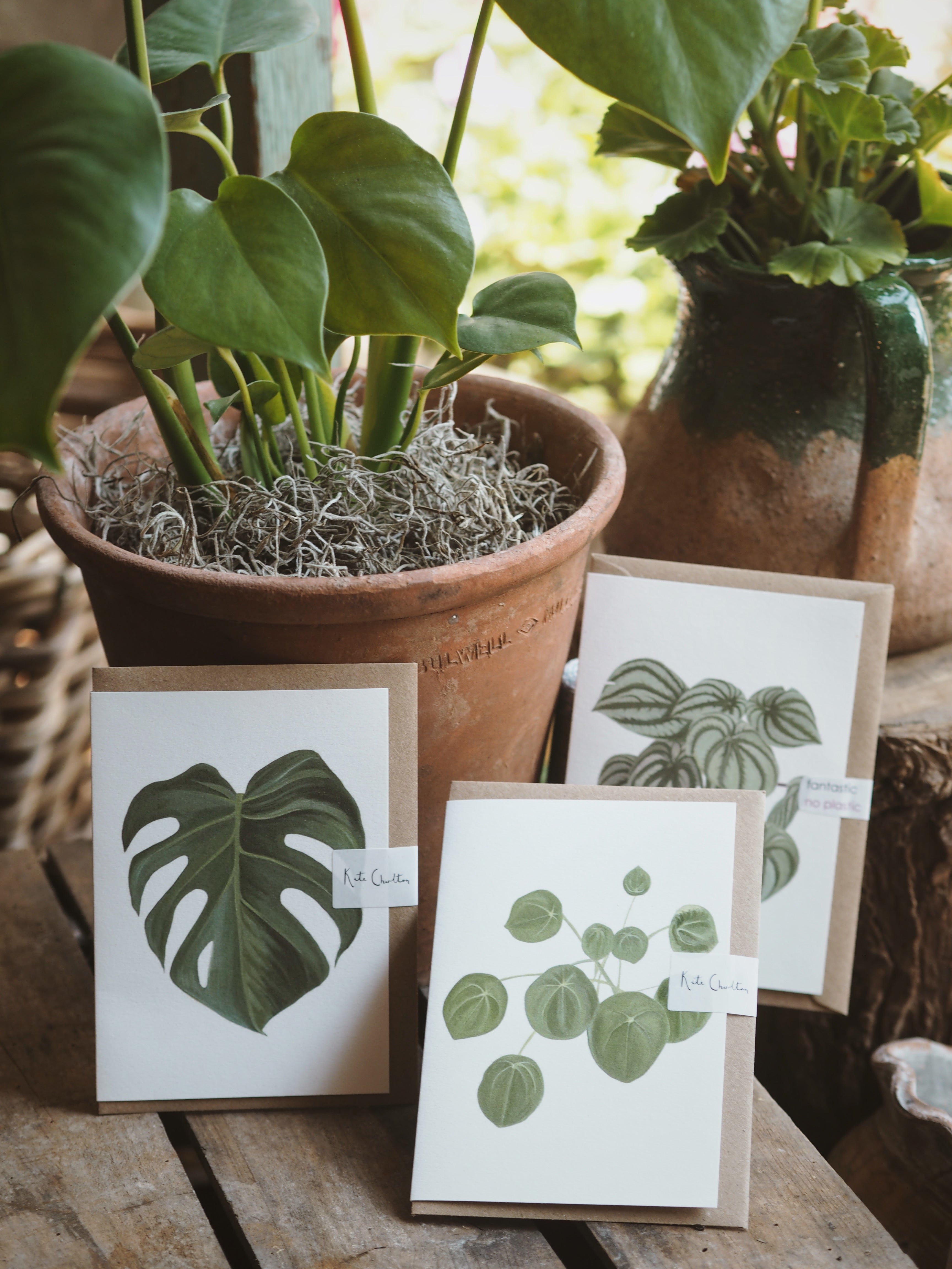 House Plant Greetings Cards | BRAMBLE & WILD