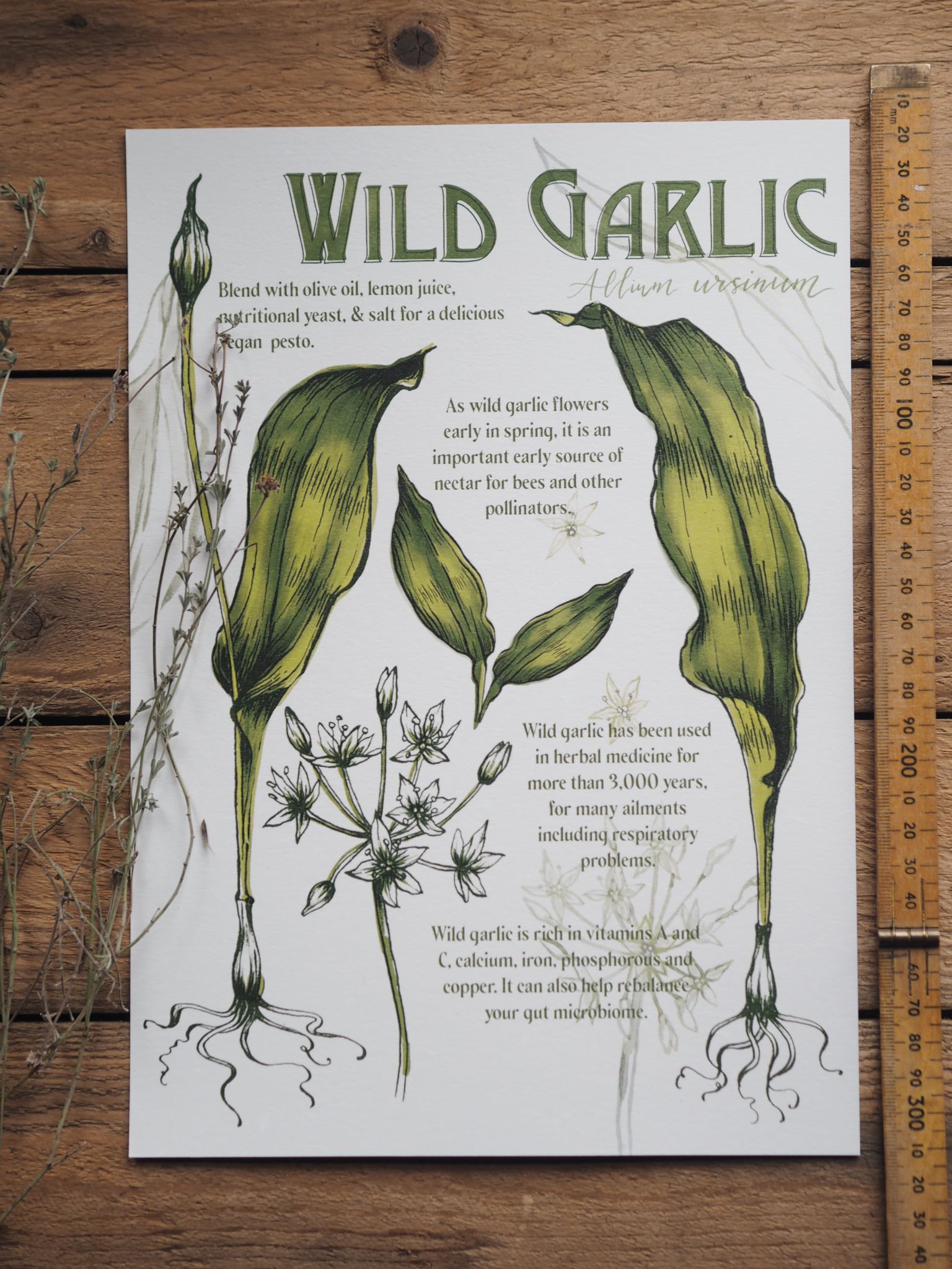 Foraging Print - A4 Wild Garlic | BRAMBLE & WILD