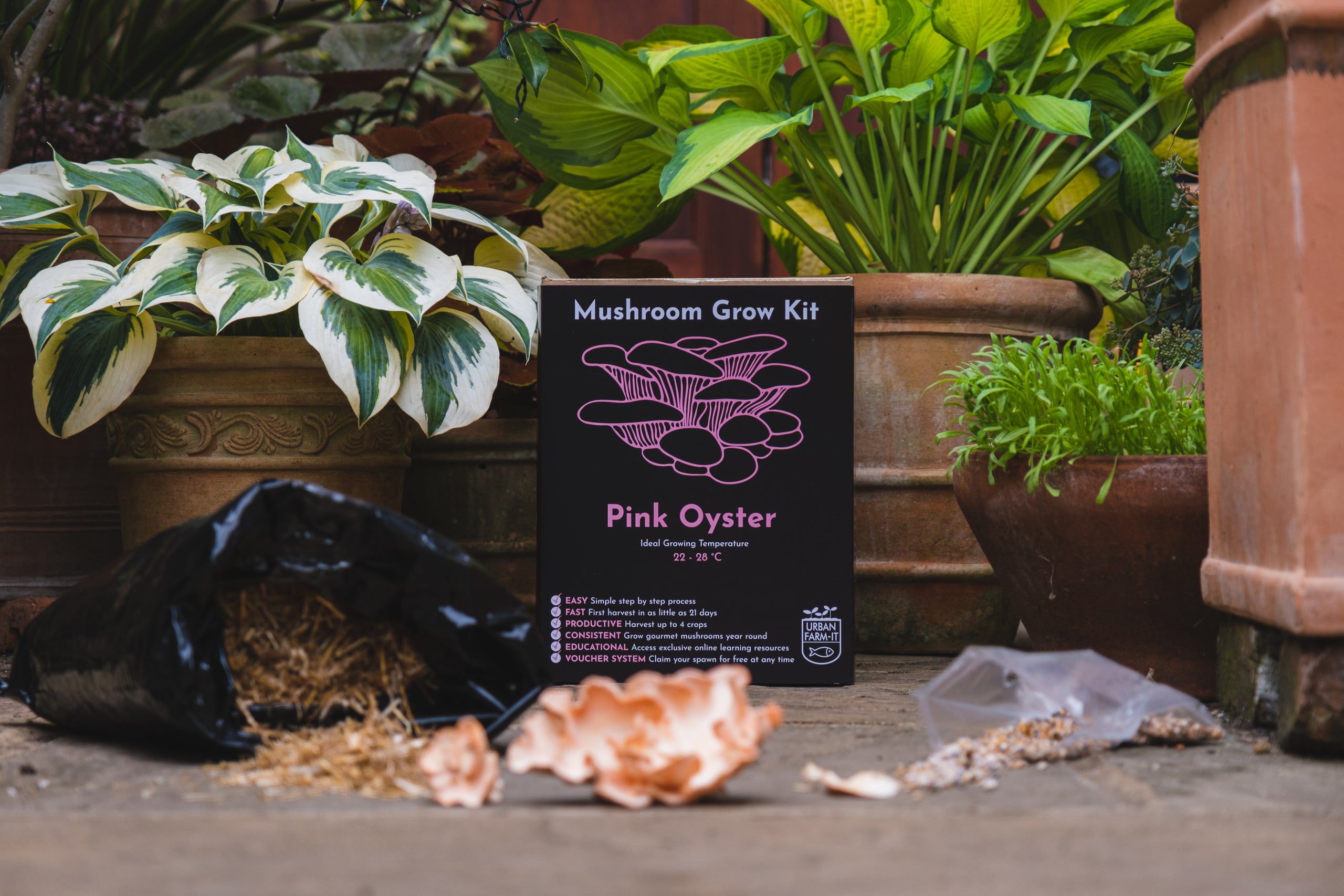 Oyster Mushroom Kit - Pink | Bramble & Wild - Florist In Frome