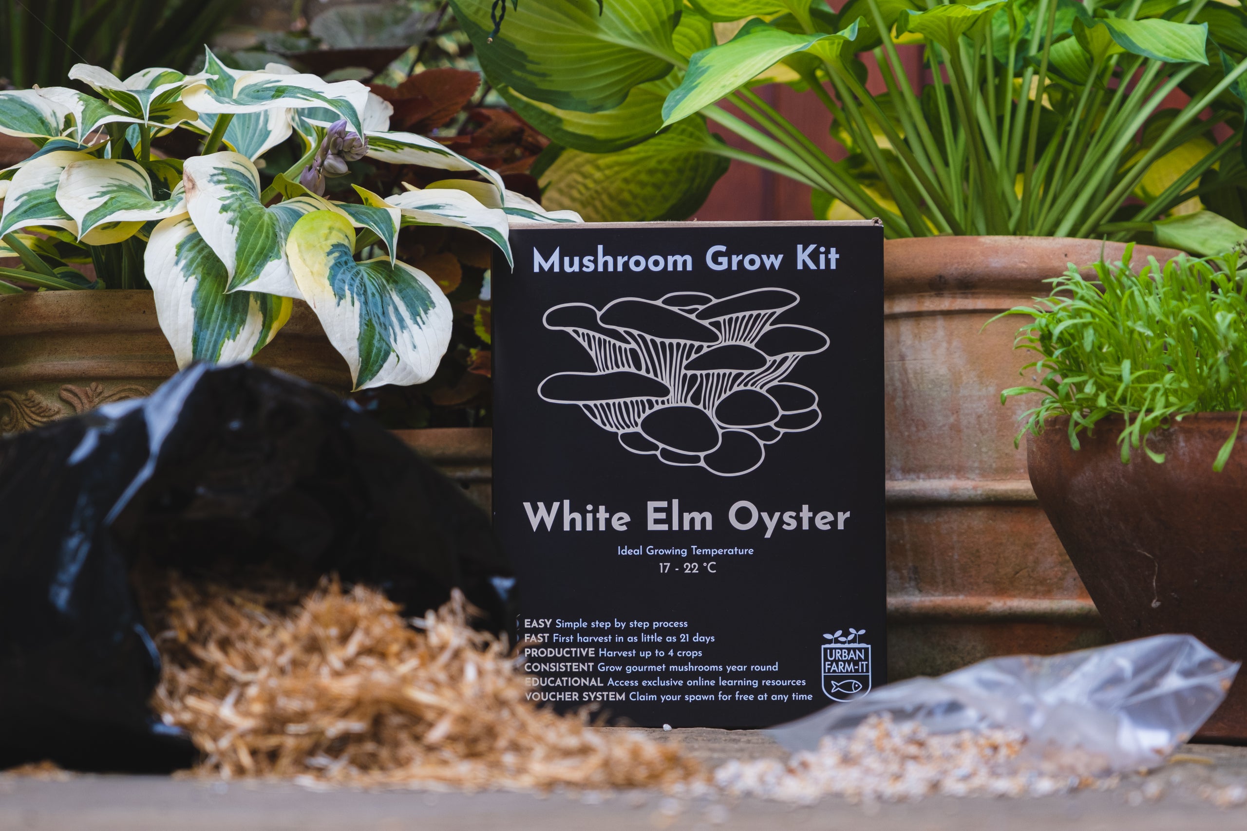 Oyster Mushroom Kit - White Elm | Bramble & Wild - Florist In Frome