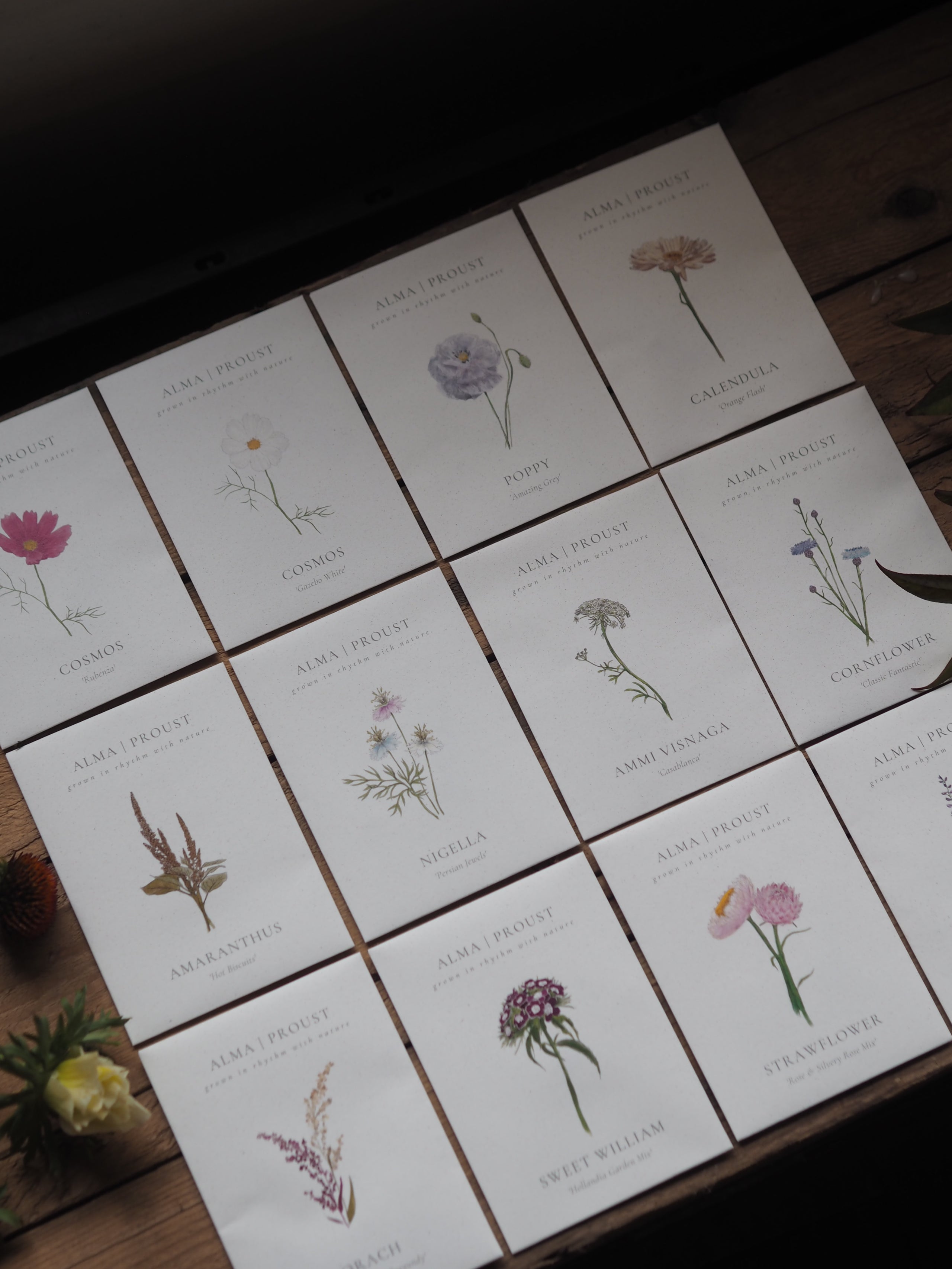 Alma Proust Seeds | Bramble & Wild - Florist In Frome